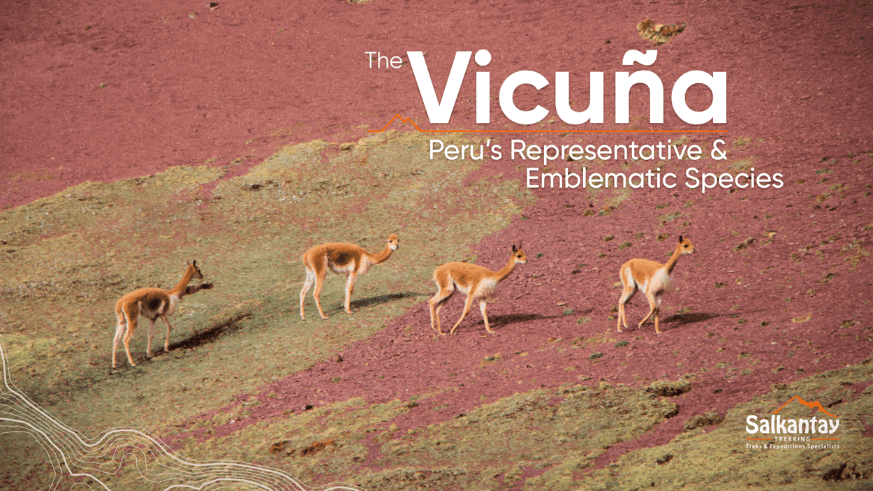 The Vicuña: Peru’s Representative and Emblematic Species