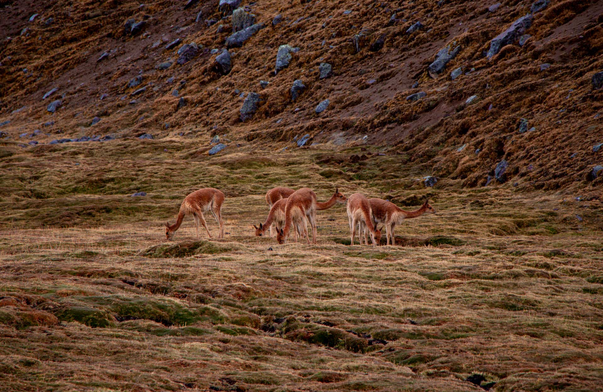 The Vicuña: Peru’s Representative and Emblematic Species