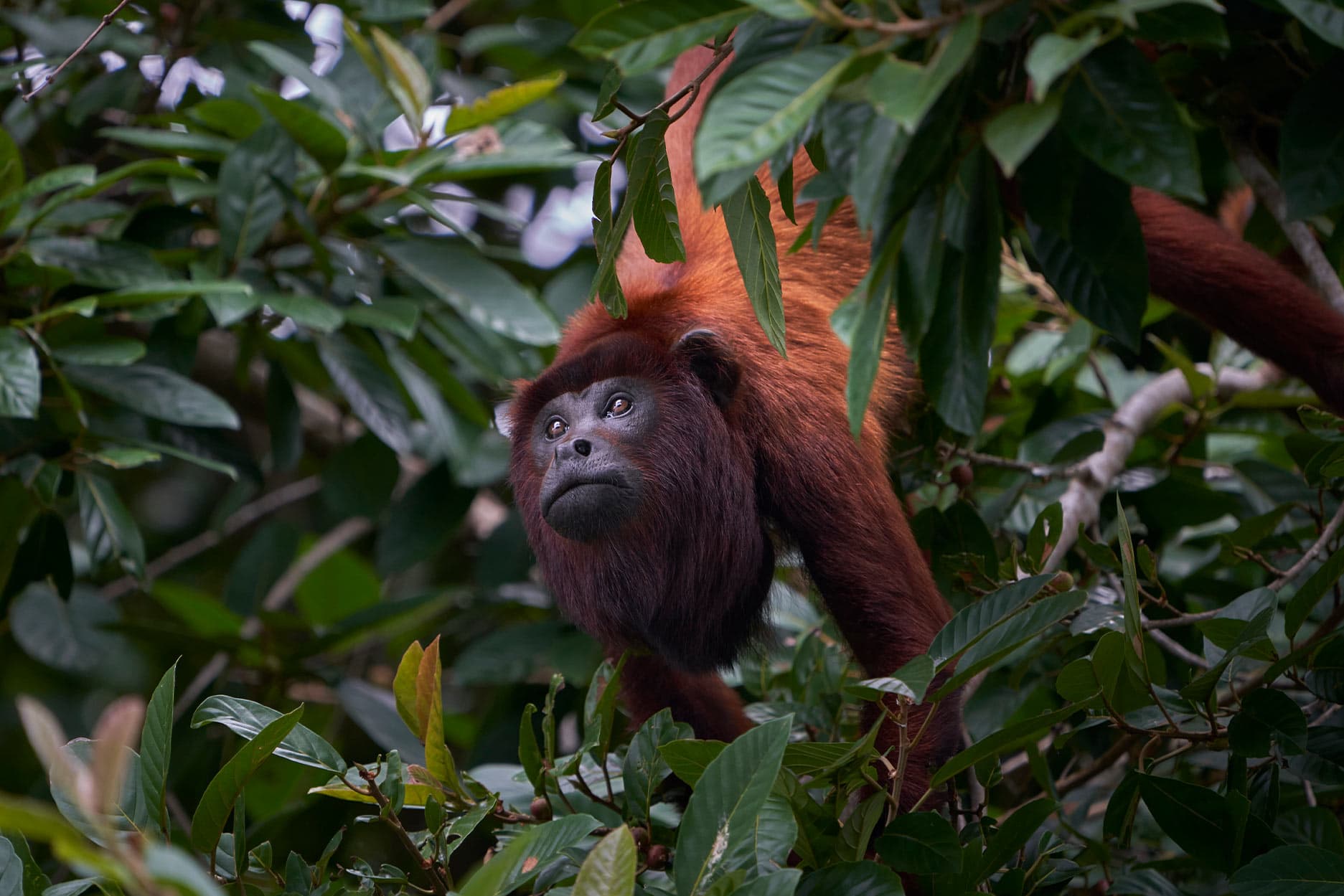 Manu National Park: The Ultimate Visitor's Guide | Peru travel guide