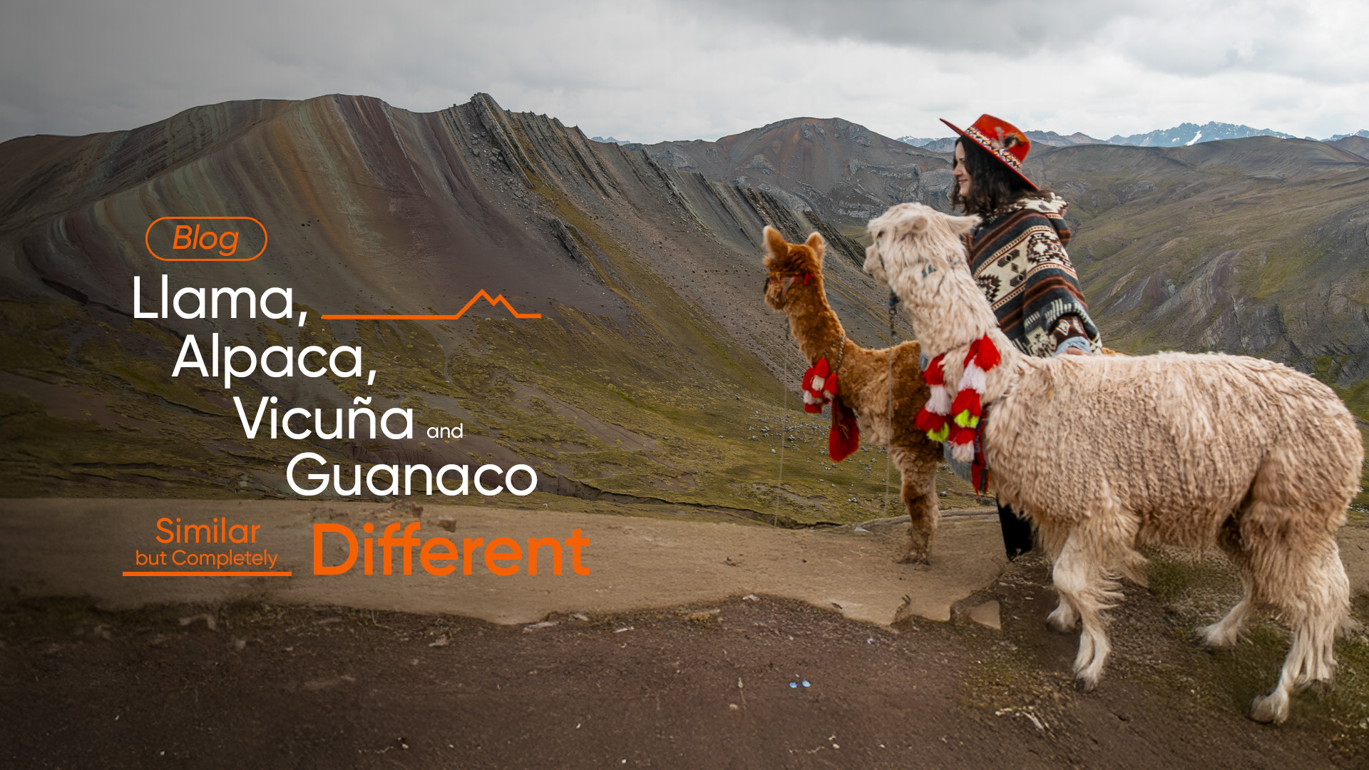 Llama, Alpaca, Vicuña, Guanaco: Similar but Completely Different